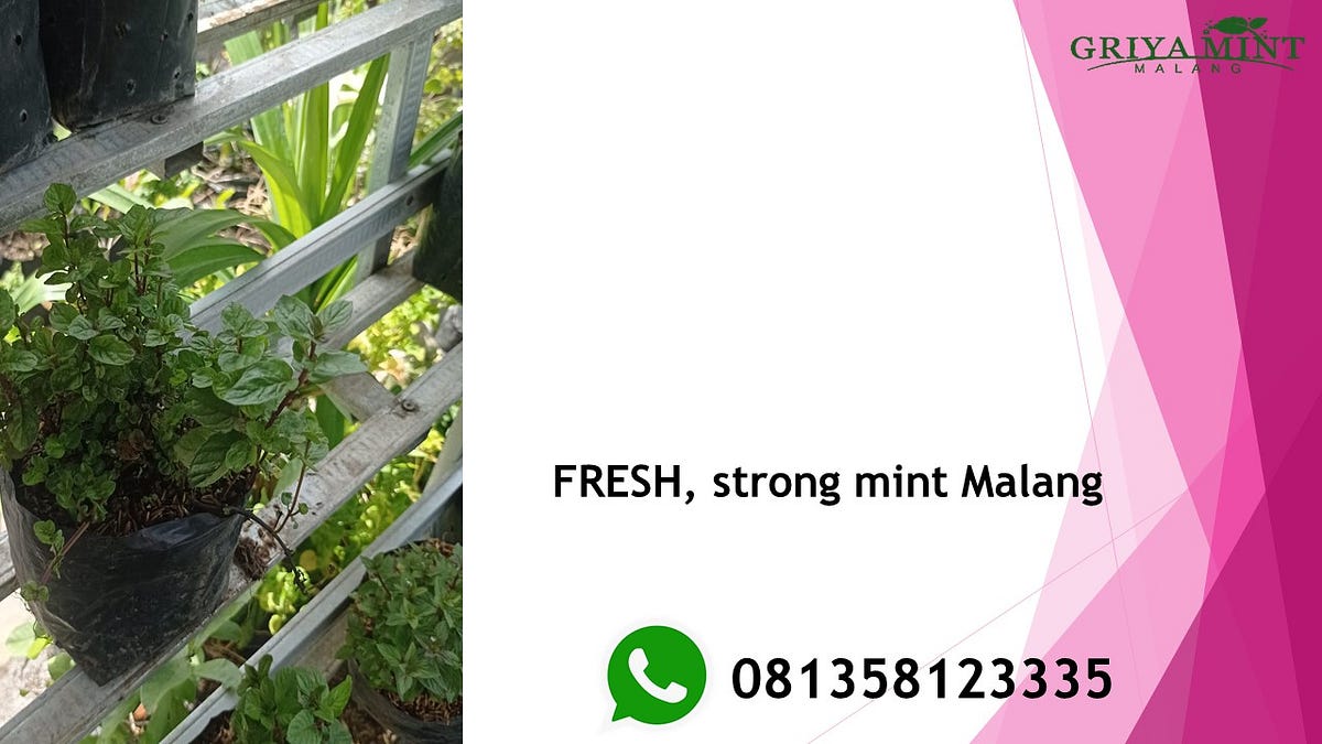FRESH, Strong Mint Malang - Bibttanamandaunungu - Medium