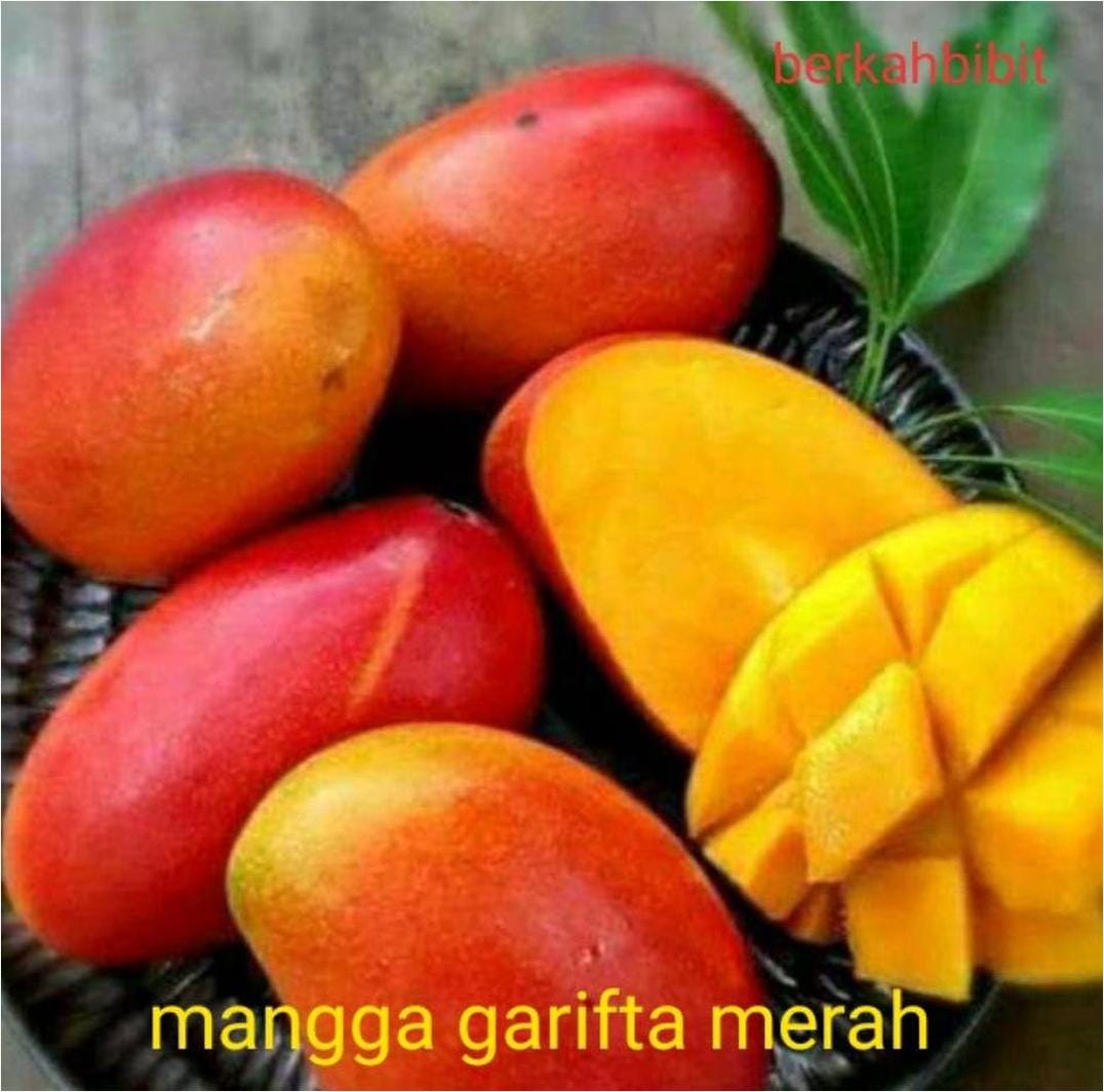 Bibit Mangga Garifta Merah Wonogiri | by Pusat Bibit | Medium