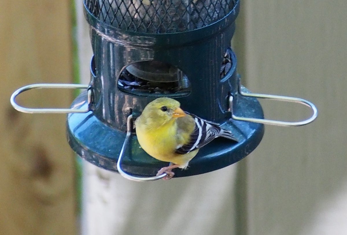 Bird watching during confinement. Every December, at the office, we have… | by Antoine ...