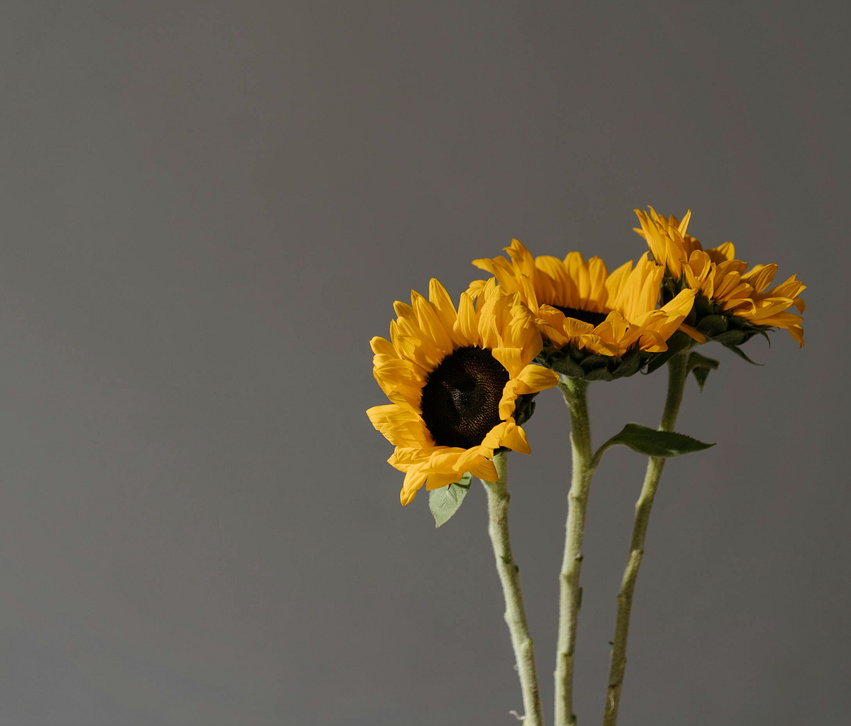 Beauty in Simplicity. Discovering the Extraordinary in… | by Sam sc ...