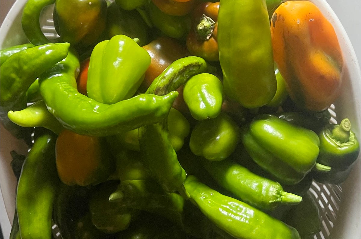 52 Weeks on the farm: Week 42. Mid-November 2024: warmer than usual… | by SJ Spencer | Nov, 2024 ...