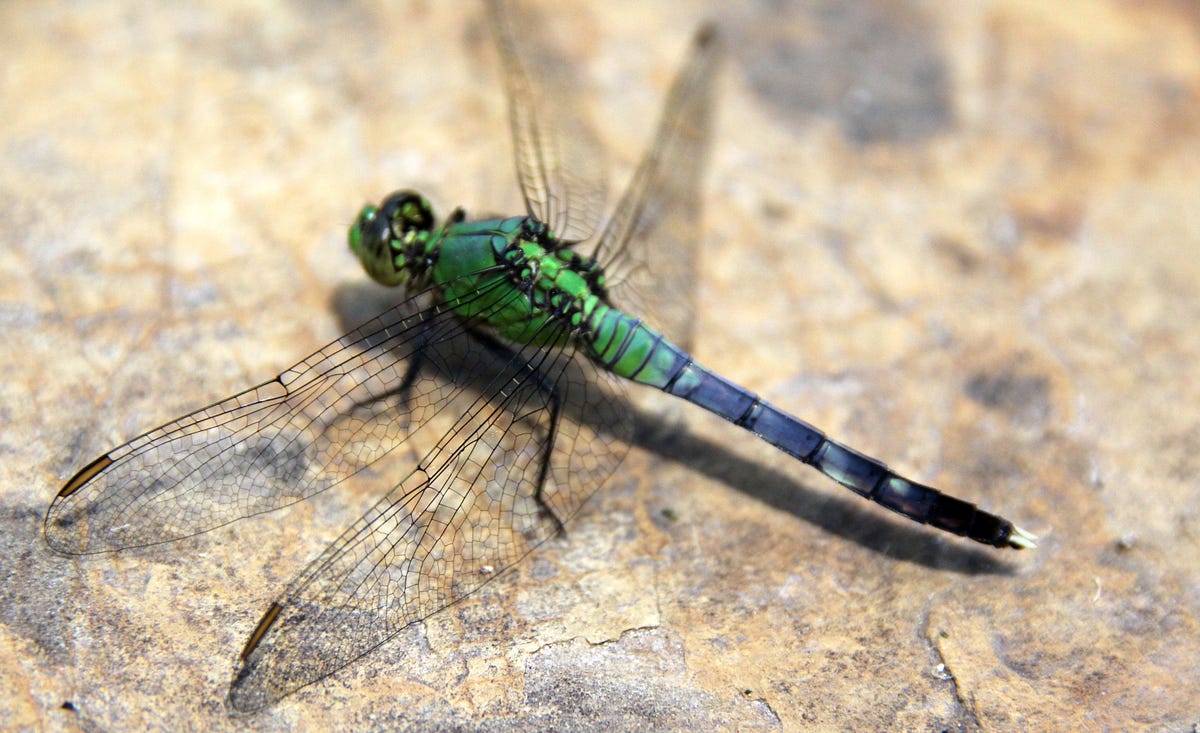 The Bugs in My Life. Some think arthropods are declining… | by Aaron ...
