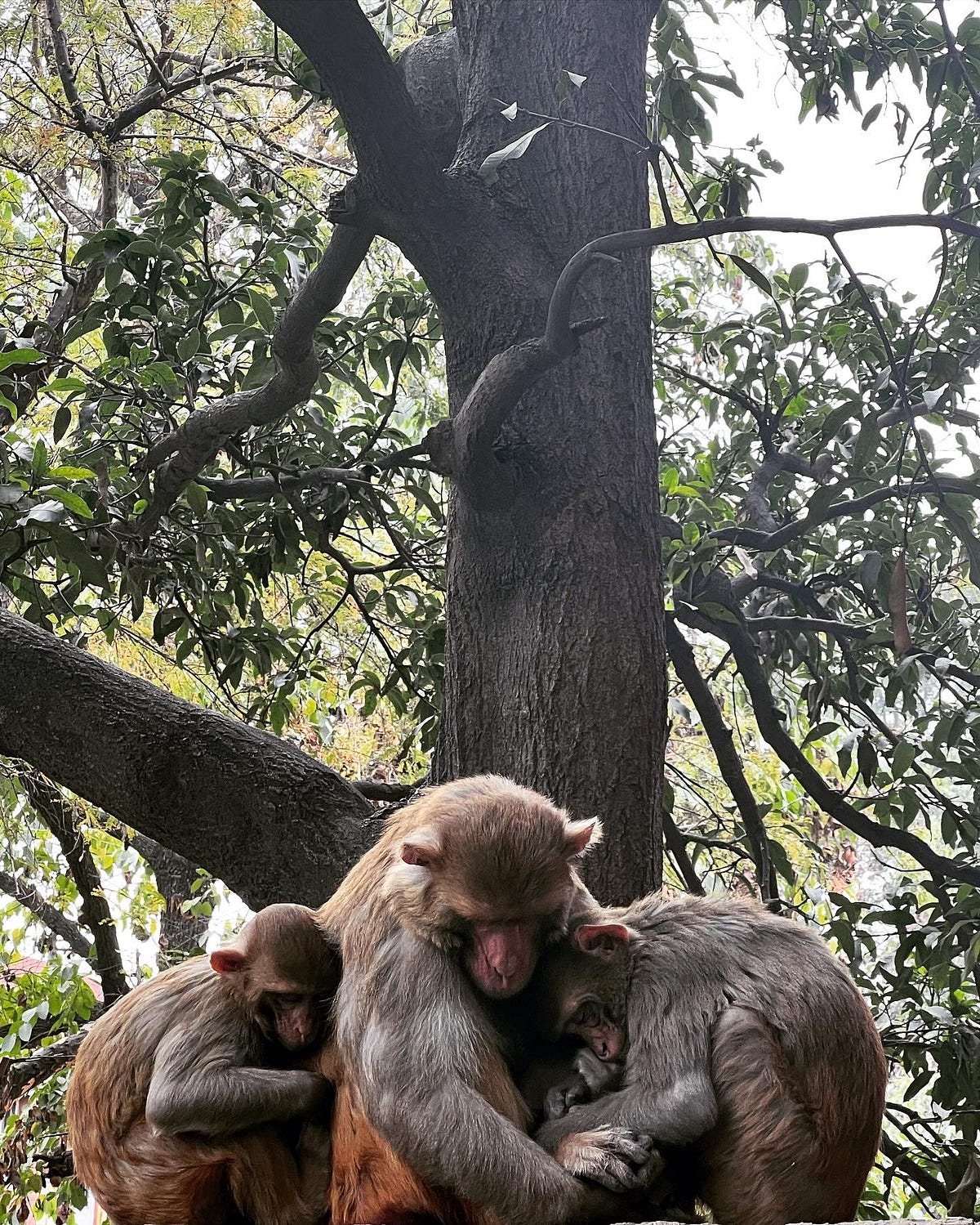 The Beauty of Connection. Three Monkeys, One Lesson. | by Gurchetan ...