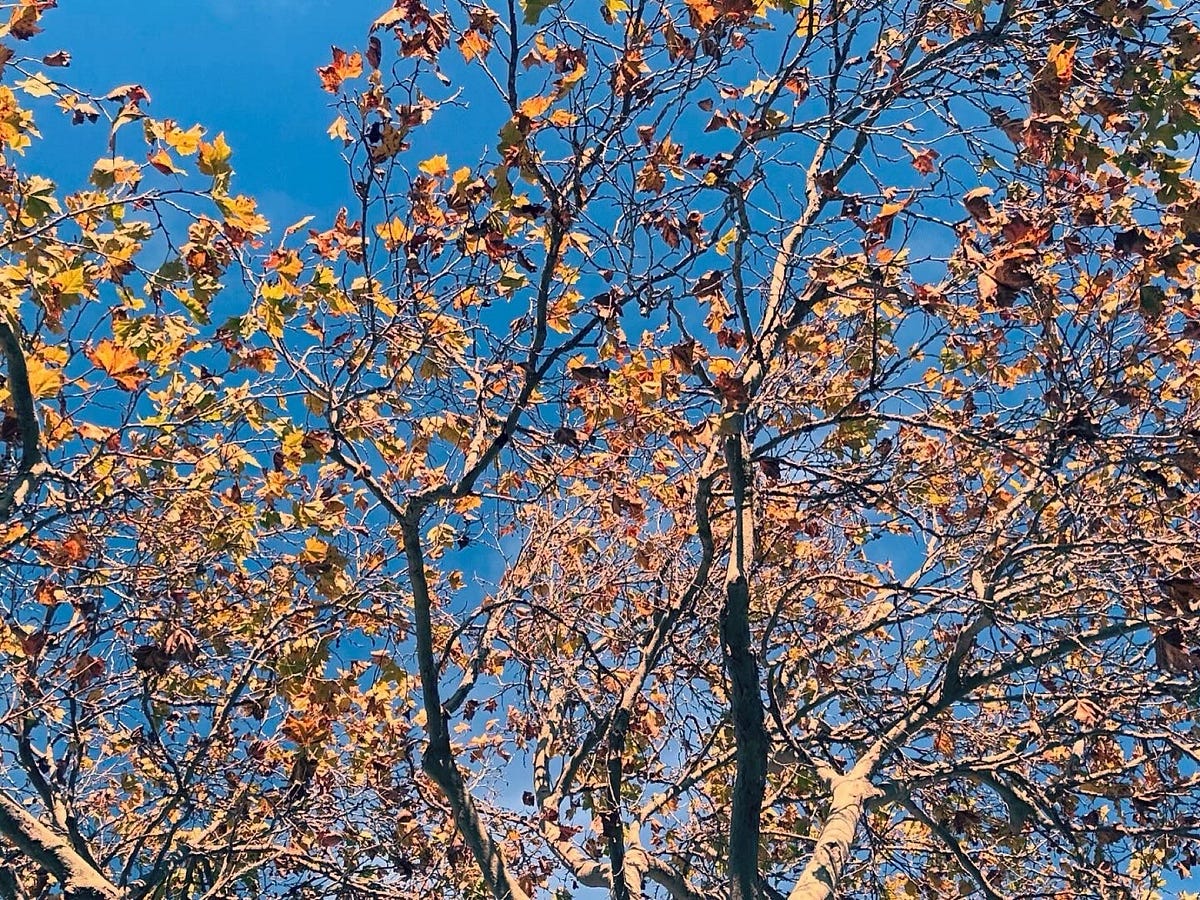 It’s Simple They Say. Trees on Individuation and Pluto in… | by ROAN ...