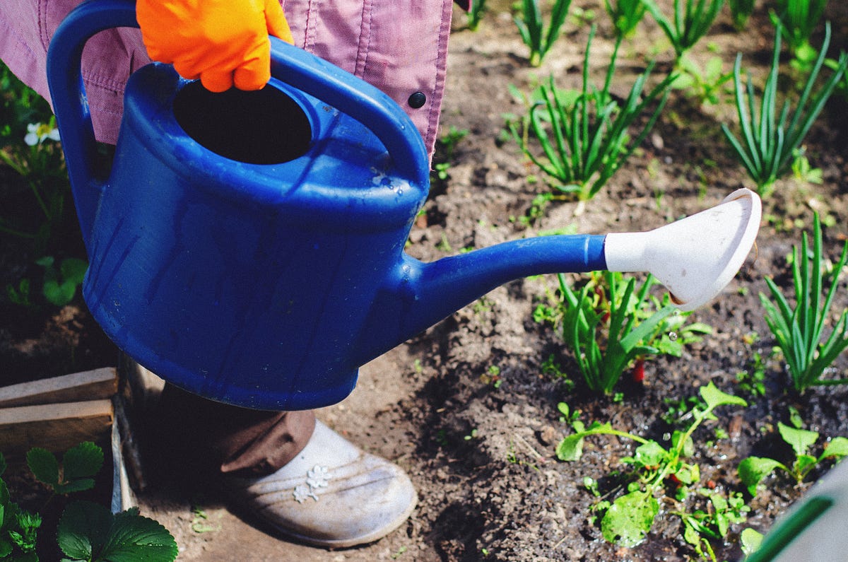 Our Connection to food. All living organisms on the planet need… | by ...