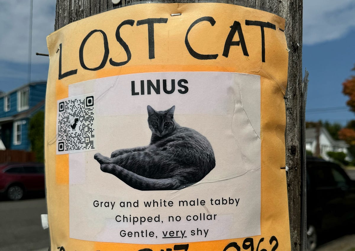 Looking for Linus the Lost Cat. Sometimes a search for a cat is more ...