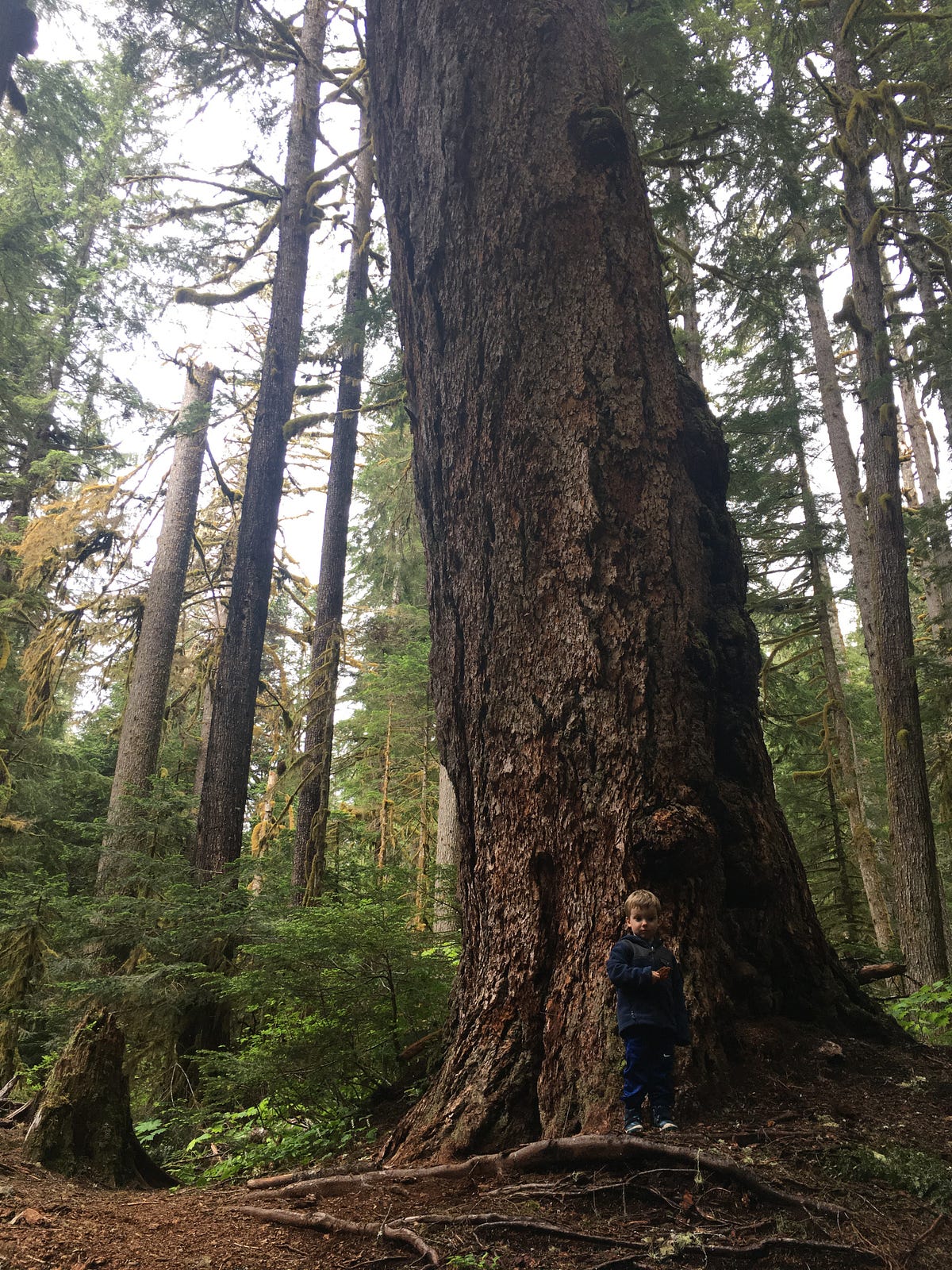 Tall like a Tree. Last year, I wrote a New Years post and… | by Sarah E ...