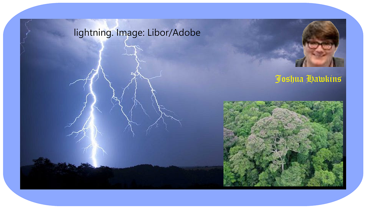 This tree harnesses lightning to kill parasites and even other trees ...
