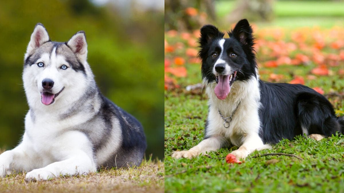 Tout savoir sur le Border Collie croisé Husky - Berger Australien ...