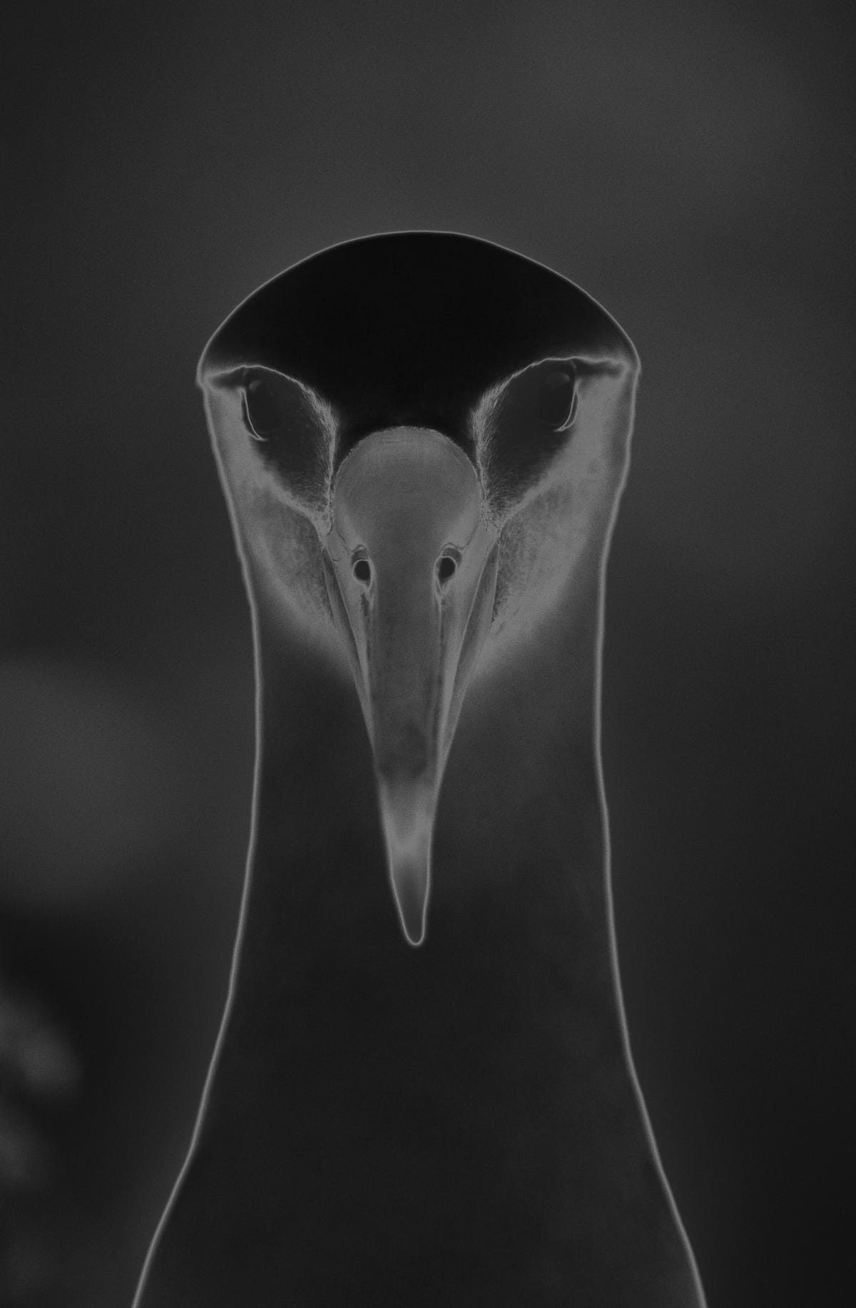 The Albatross. We were born with the curse of the… | by MIAV | Medium