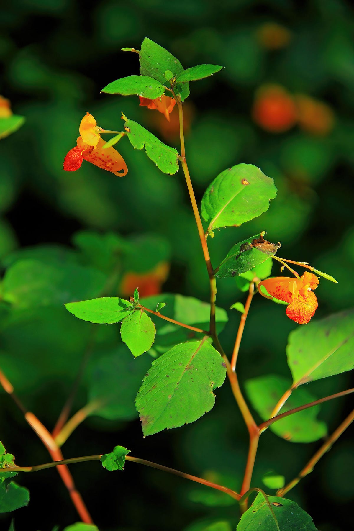Blossoming Beauty: The Enchanting World of Jewelweed | by Tammy Sons ...