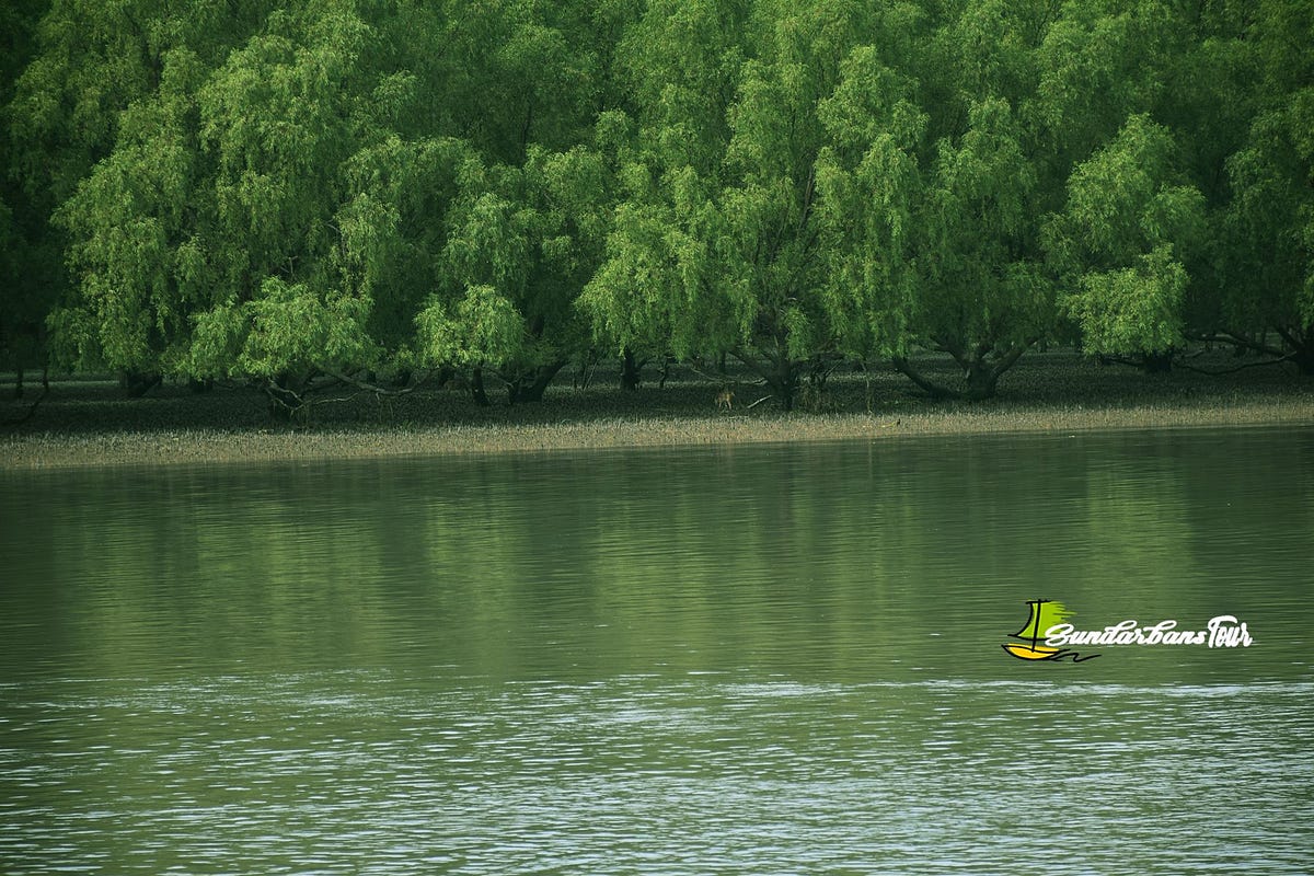 Why is the Sundarban a popular choice for summer vacations? | by ...
