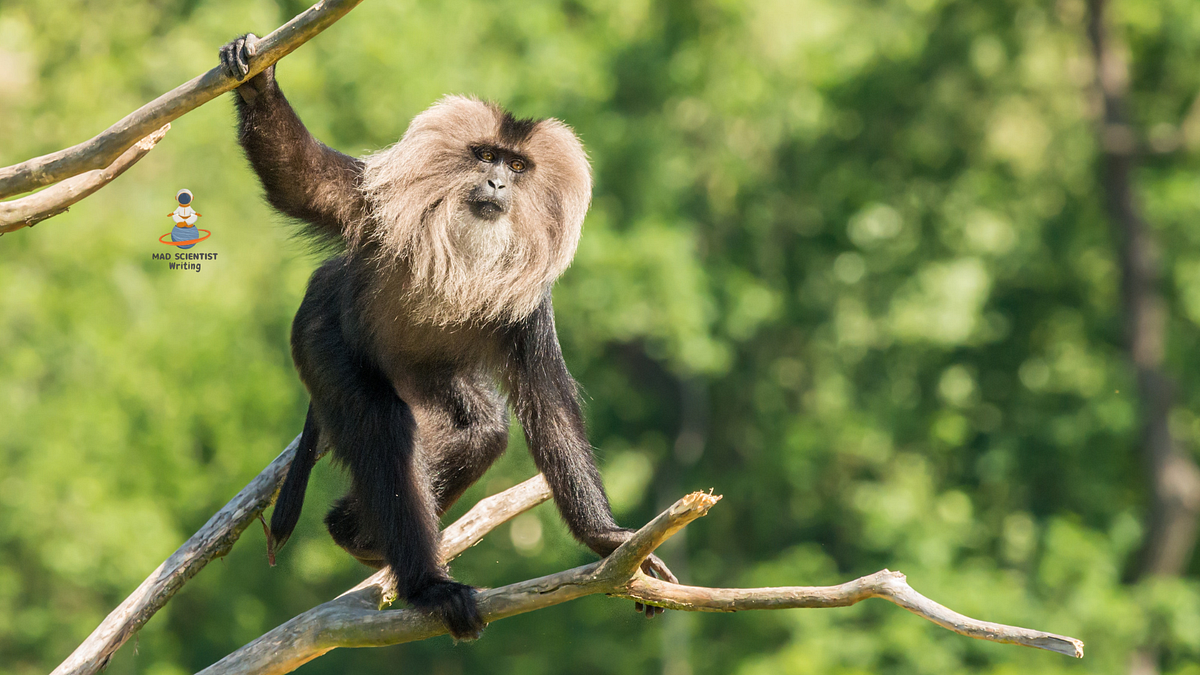 The Mischievous Monkey’s Magic Mishap | by Mad Scientist Wriiting | Medium