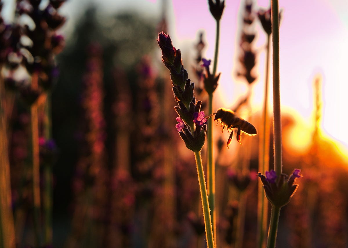 I Am a REAL Photographer?. Since the beginning, I have taken over… | by ...