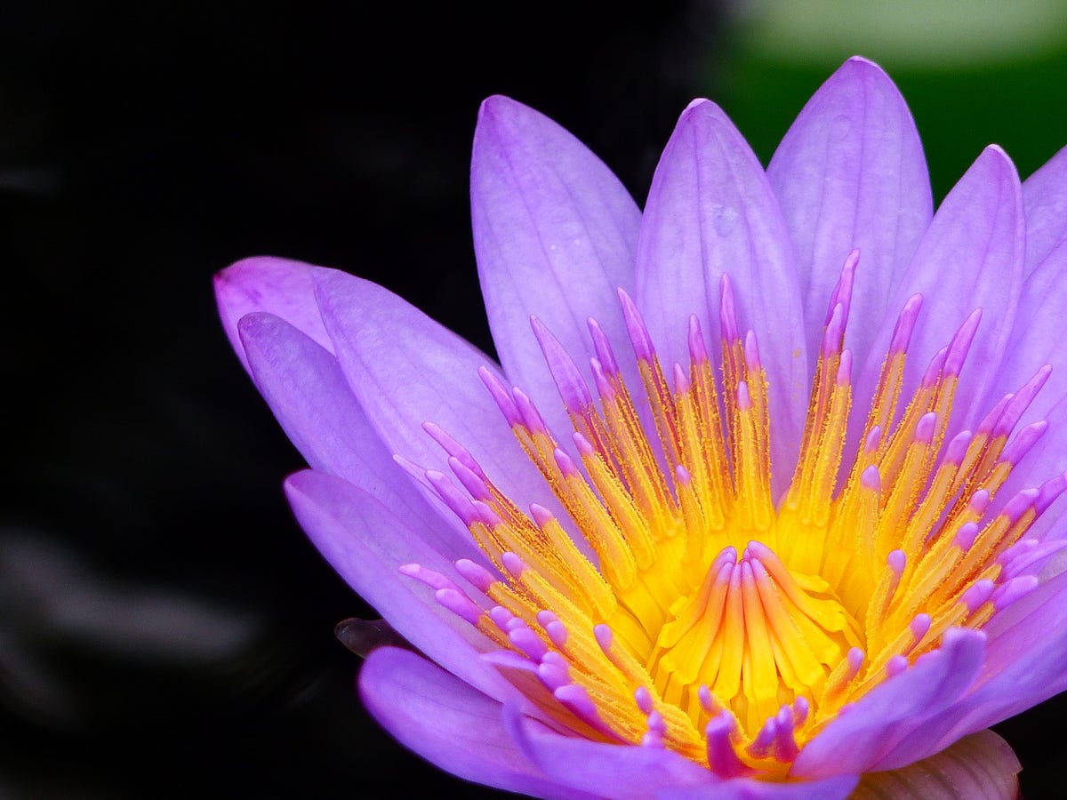 A Lily by Any Other Name Might Be More Accurate, Actually | by Chloe ...