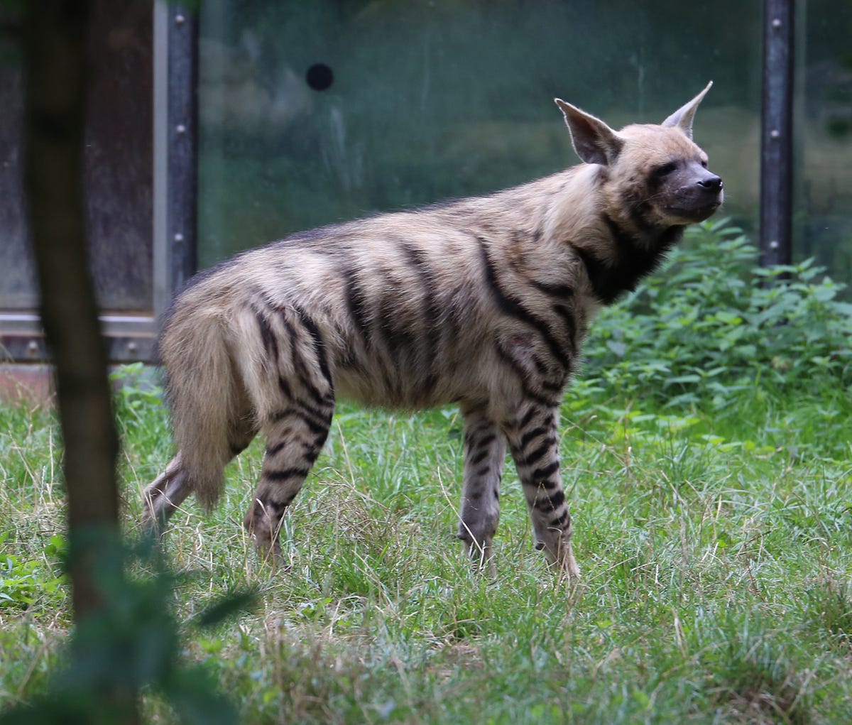 Did You Know…Which Animal Has the Most Painful and Difficult Childbirth ...