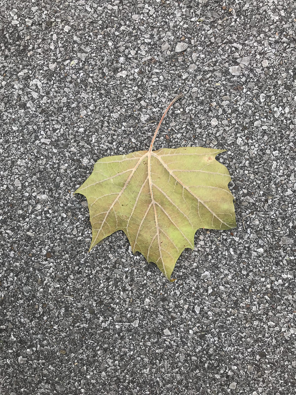 Message Haiku - Lucinda Ritter - Medium