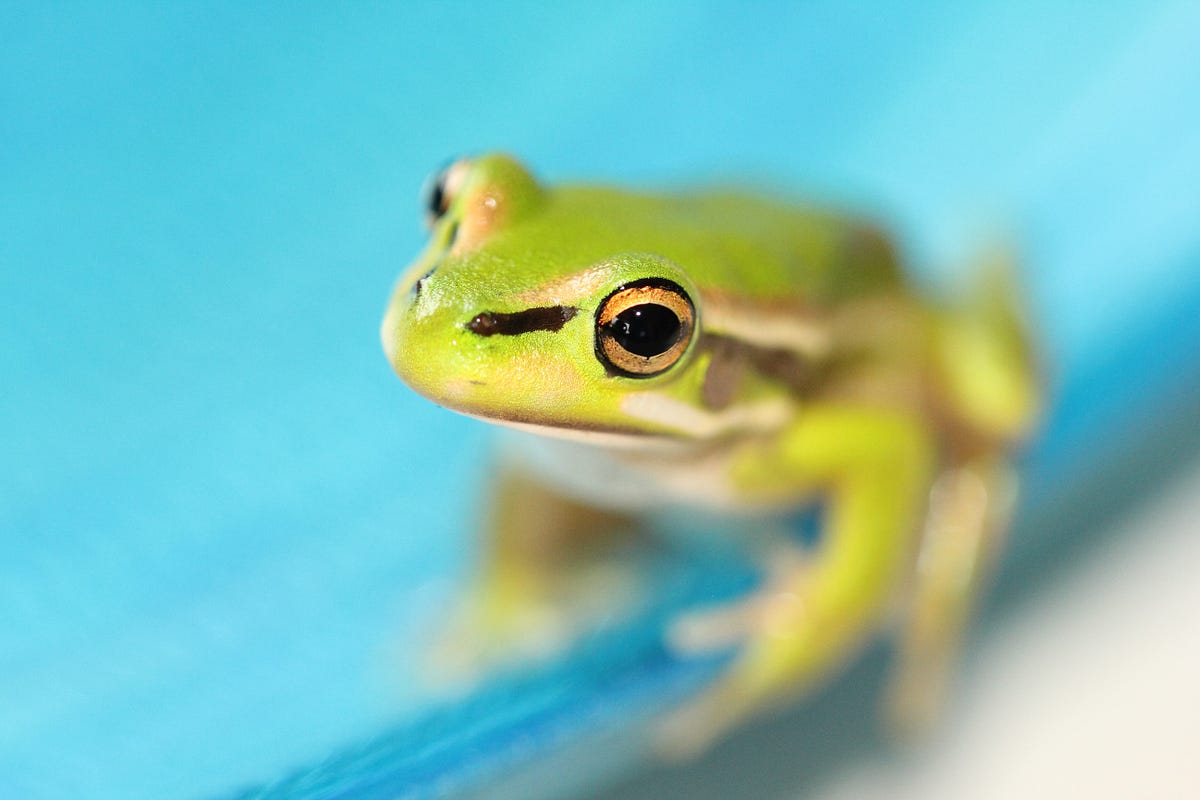 The Biohacker Who Experimented on Himself Is Making DIY Mutant Frogs ...