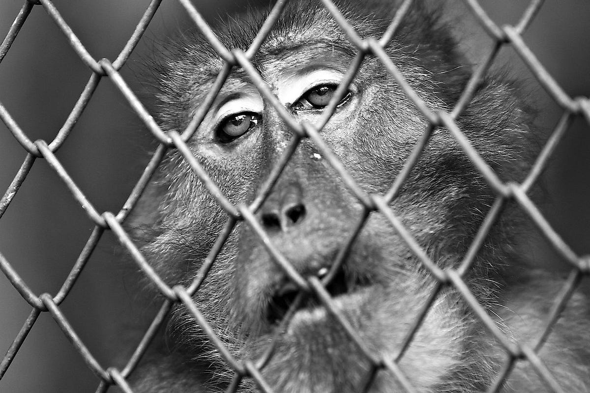 The Ethics of Animal Testing: Moral Dilemmas in Science and Cosmetics ...