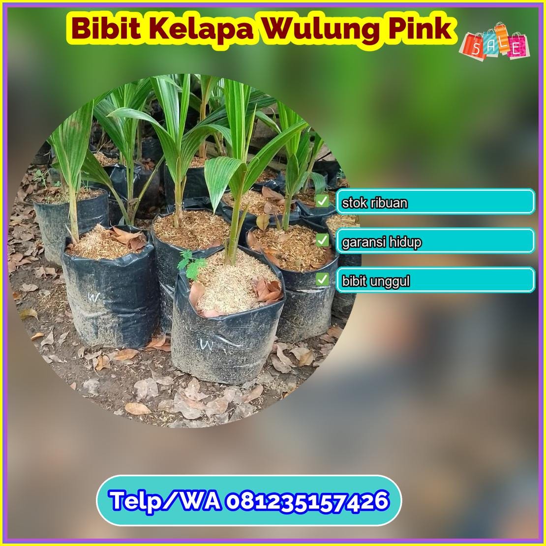 Jual Bibit Kelapa Wulung Pink Bangka - lely ayana - Medium