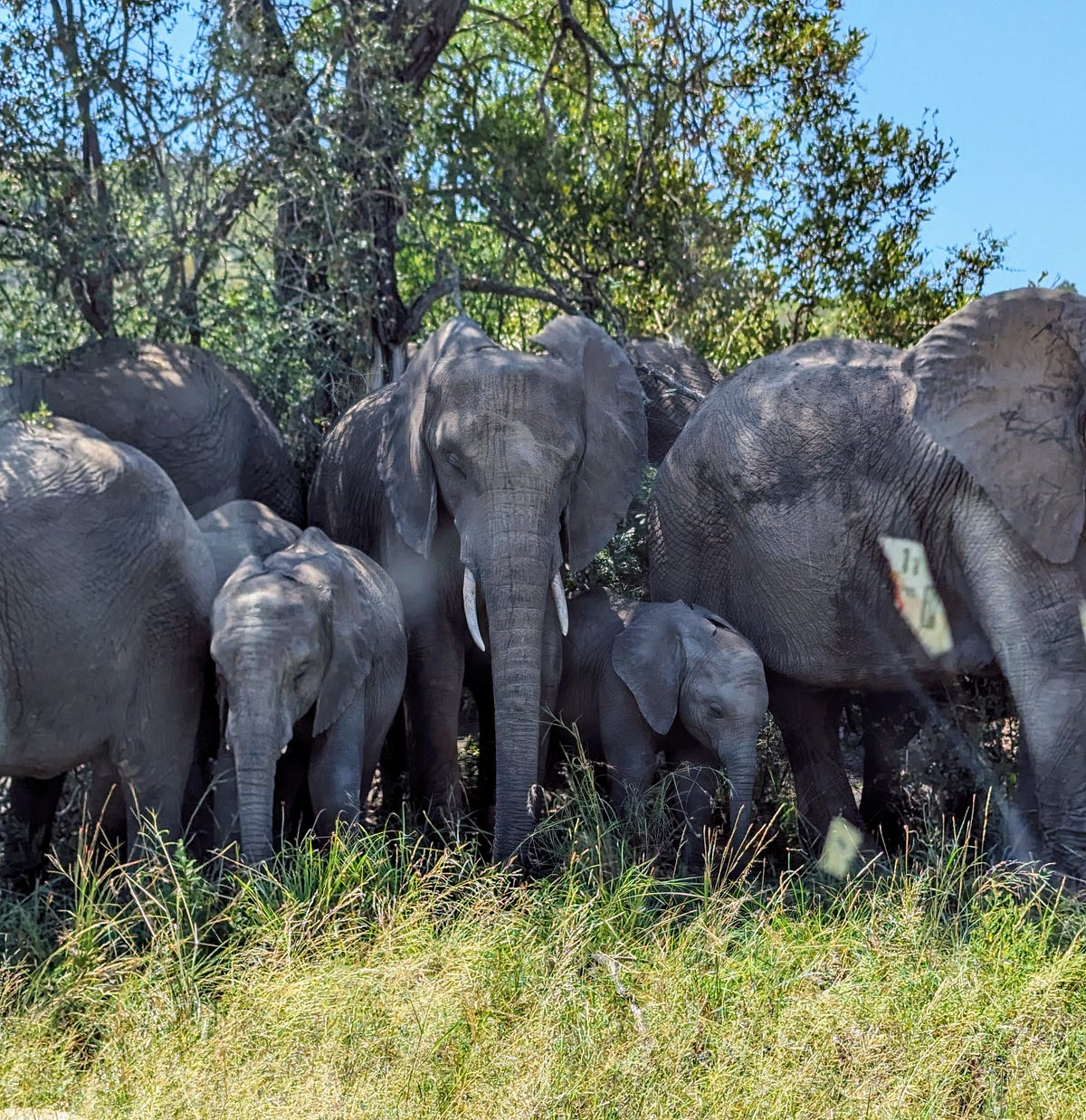 A Pack of Pachyderms. “They say an elephant never forgets… | by Sequoia ...