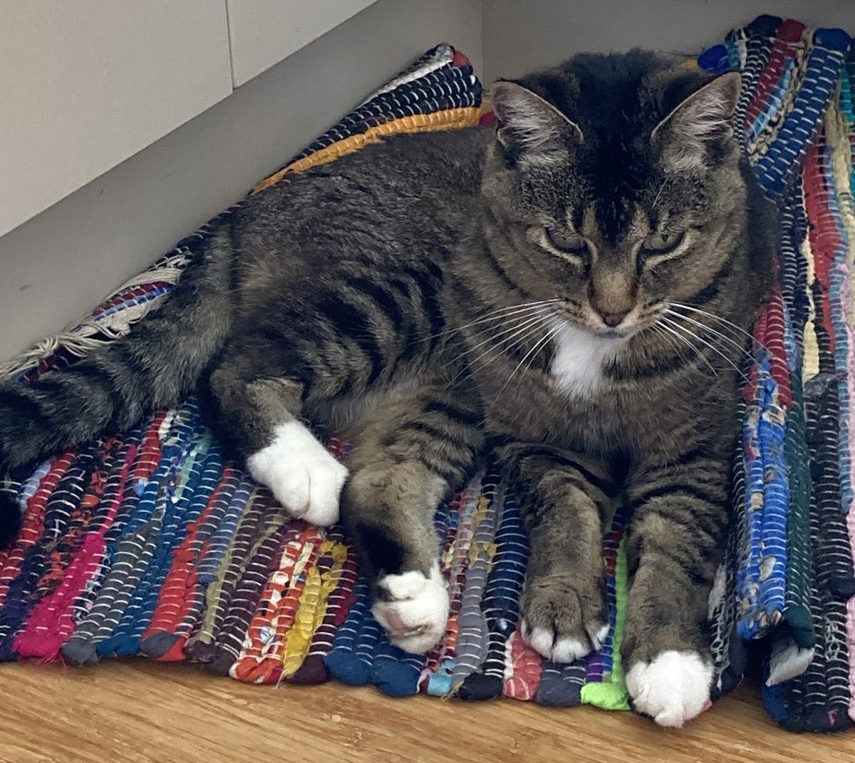 Goodbye Asterisk. Our cat died today. Likely clipped by a… | by Tyrone NZ | Medium