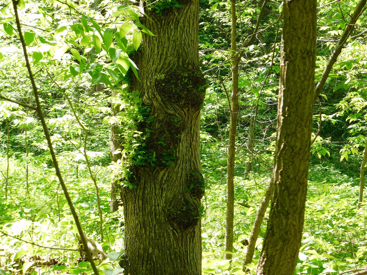To me I am a Tree - chicory greene - Medium