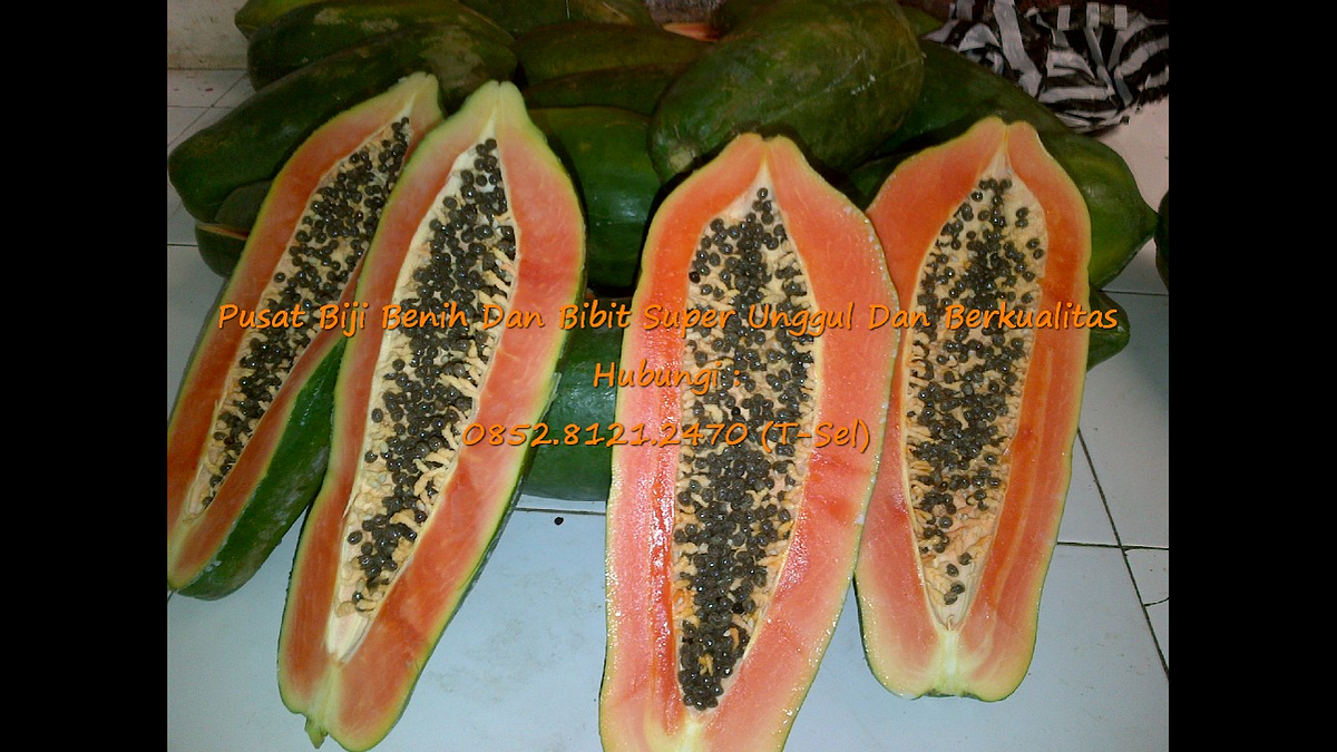 0812–1890–8795, Menjual Buah Pepaya California Terbaik, Pepaya ...
