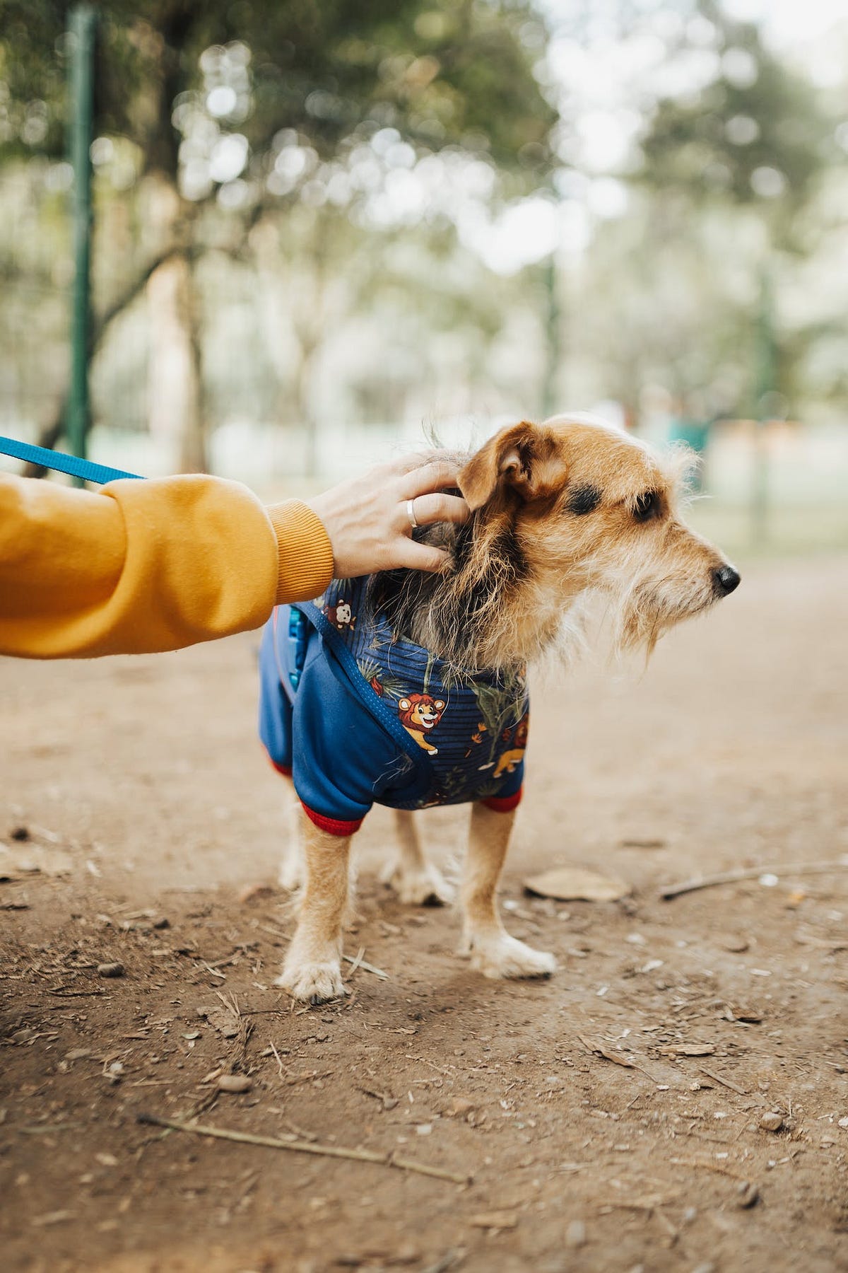 A Ray of Hope: Unveiling the Unlikely Hero for Furry Woes | by Md ...