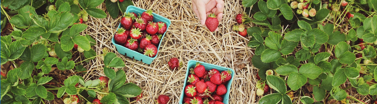 The 4 Major Kinds of Unnecessary Food Loss on Farms — Blog | Trendi ...