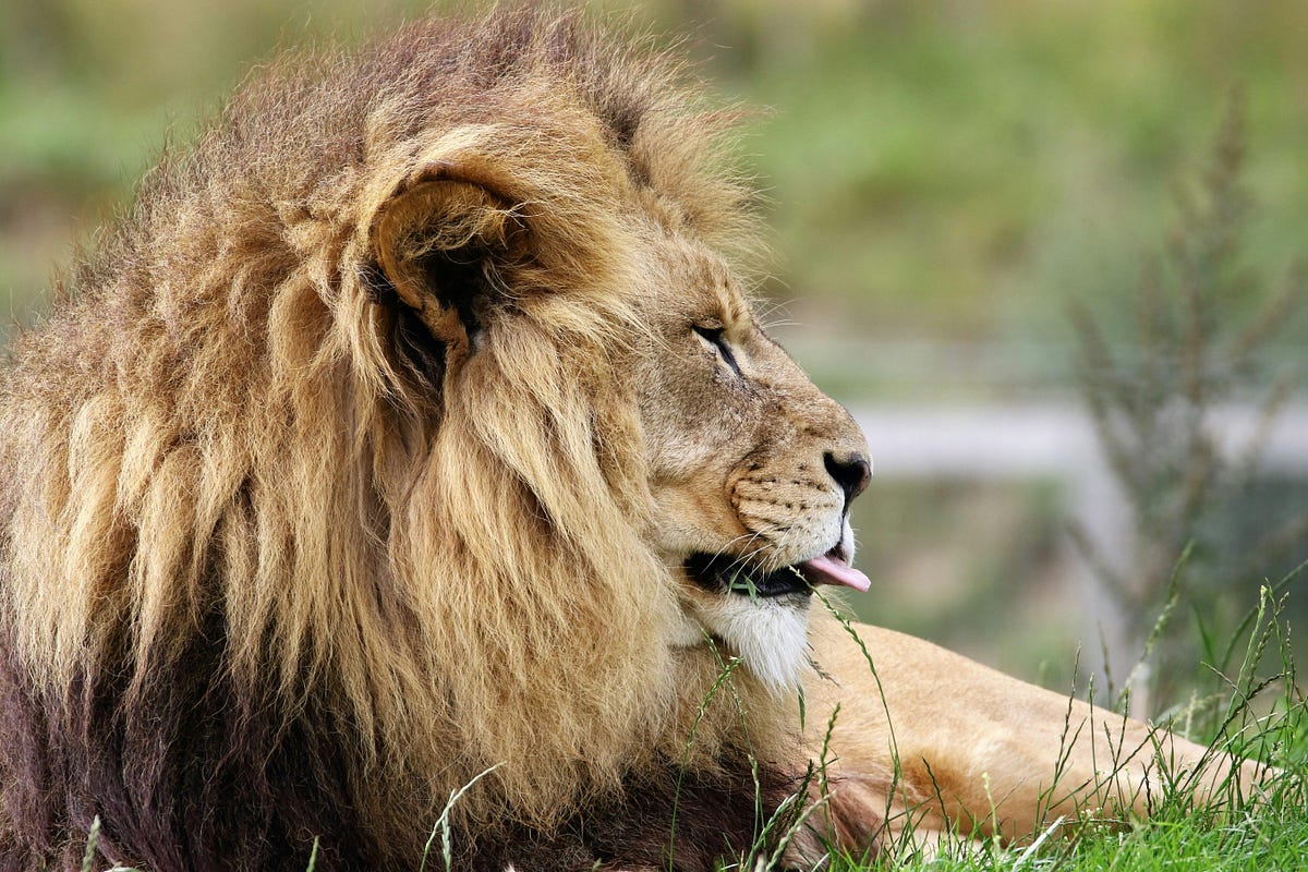 Dare to Lead: Brave Work. Tough Conversations. Whole Hearts Notes | by ...