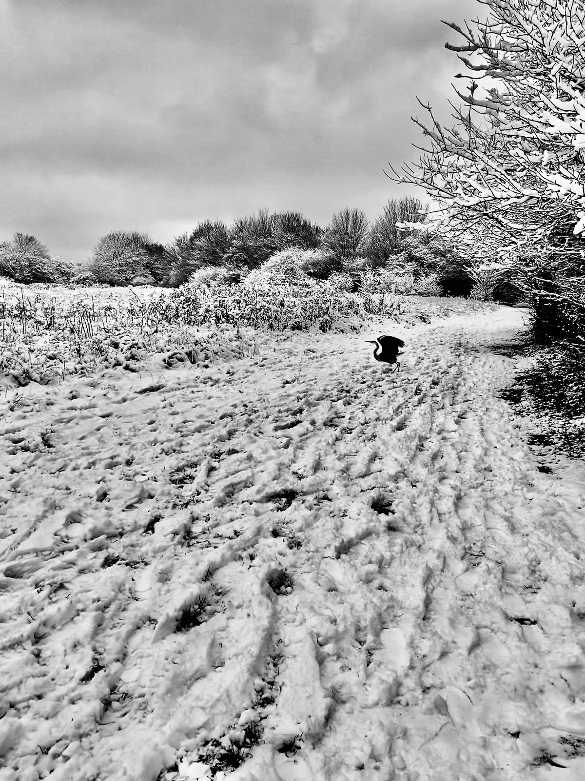 Gospel’s seed - Wayne Anthony Ramsay - Medium