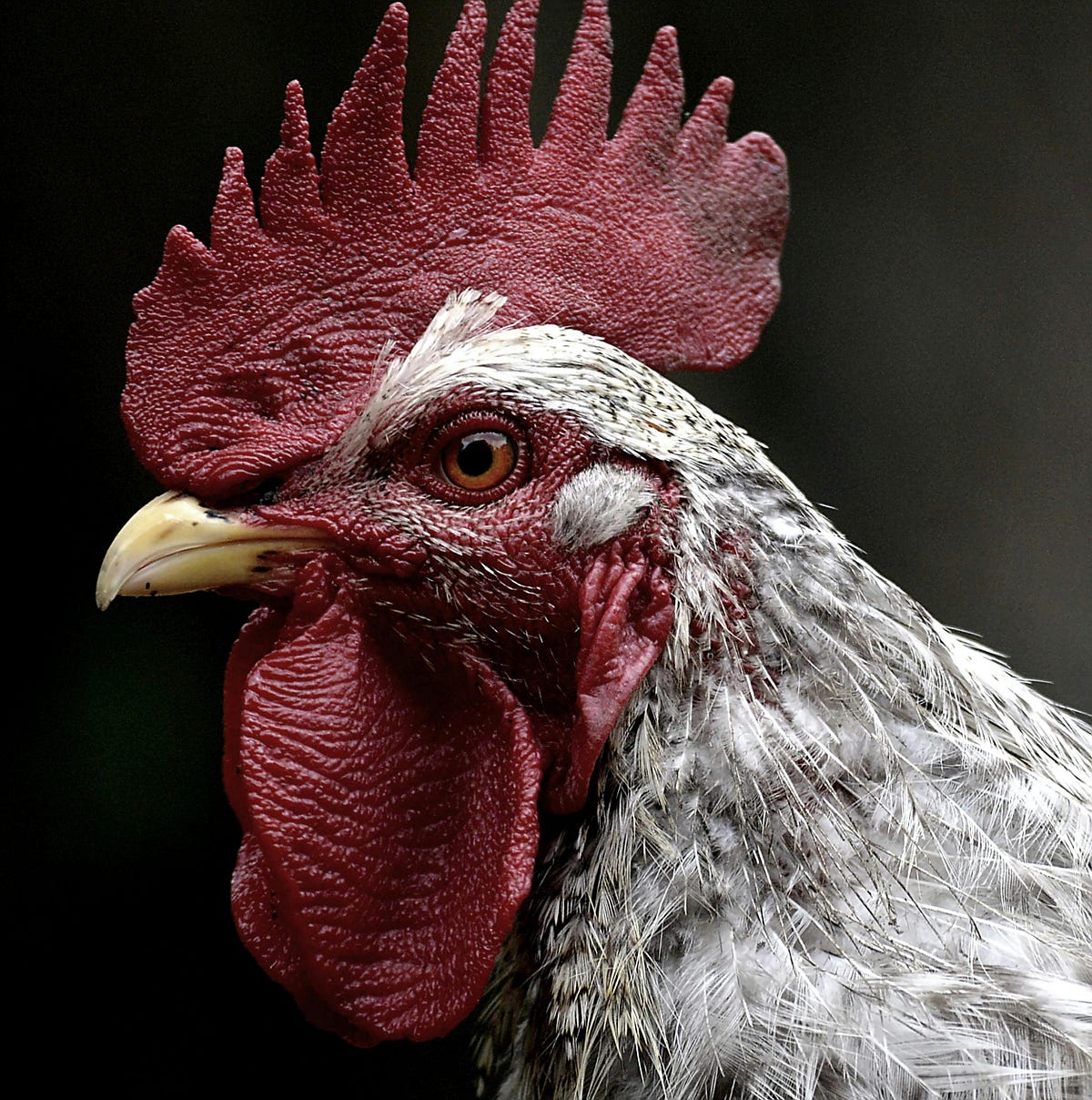 Movie Review of The Trouble with Chicken | by Gregory Markman | Jan ...