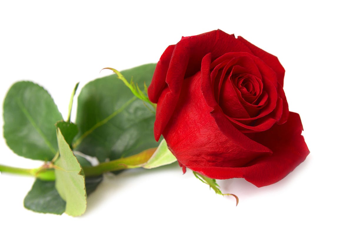 Guns & Roses. How Visual Recognition is changing the way we see the ...