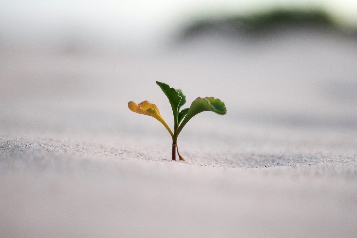 The Seed Contains the Harvest. Every seed reproduces after its kind ...