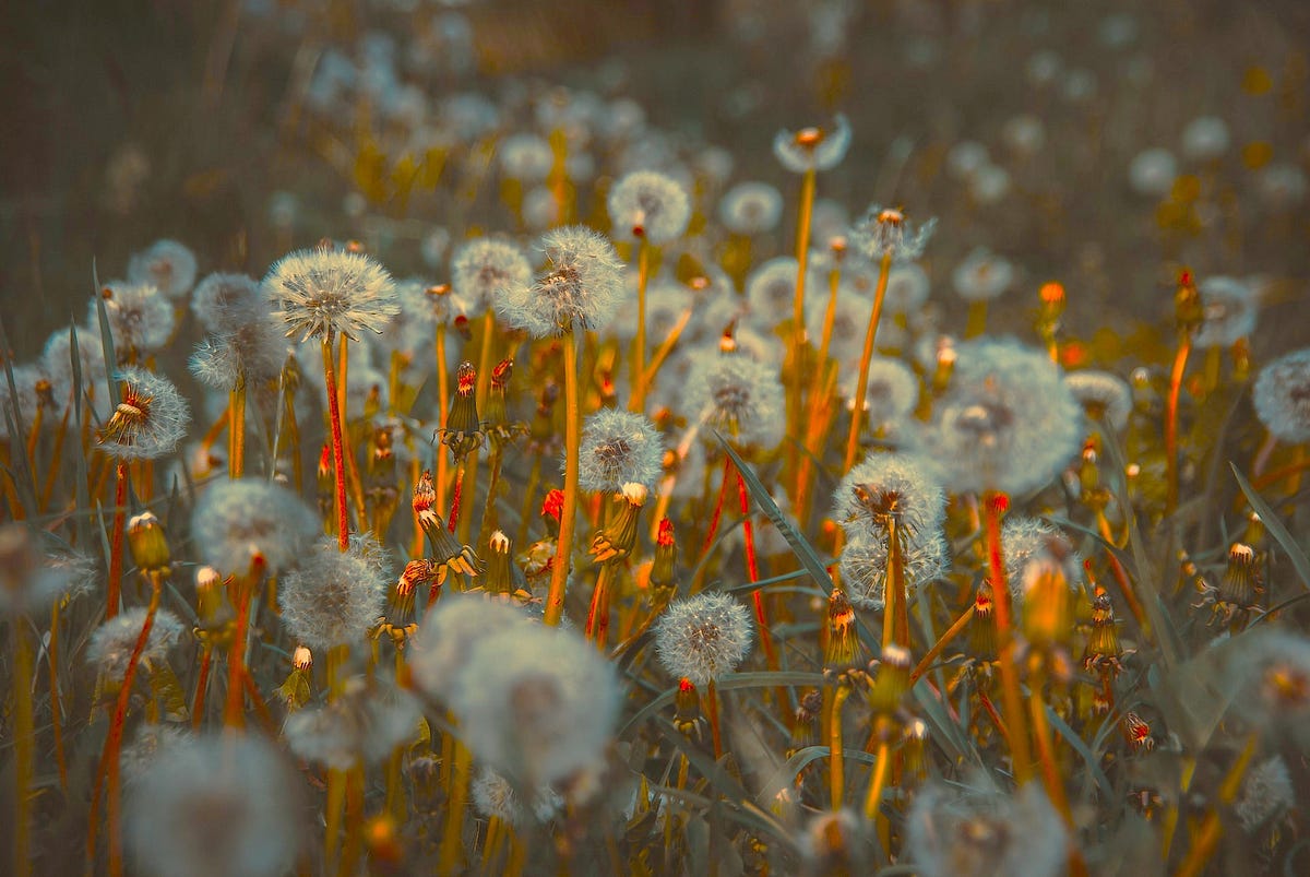 Dandelion - Farhan Asif Yousaf Zai - Medium