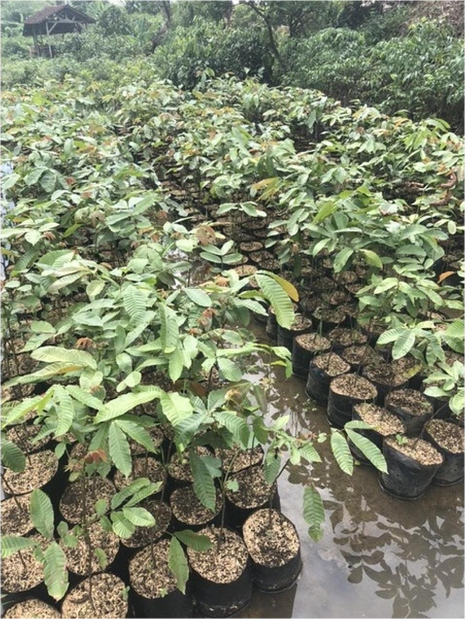 Bibit Buah Matoa 40Cm Super Manis Karawang Berkualitas | by Agro Tani ...