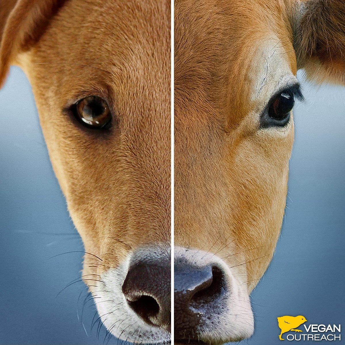 The Paradox That Is Animal Meaning | by Anna Kaczmarek | Medium