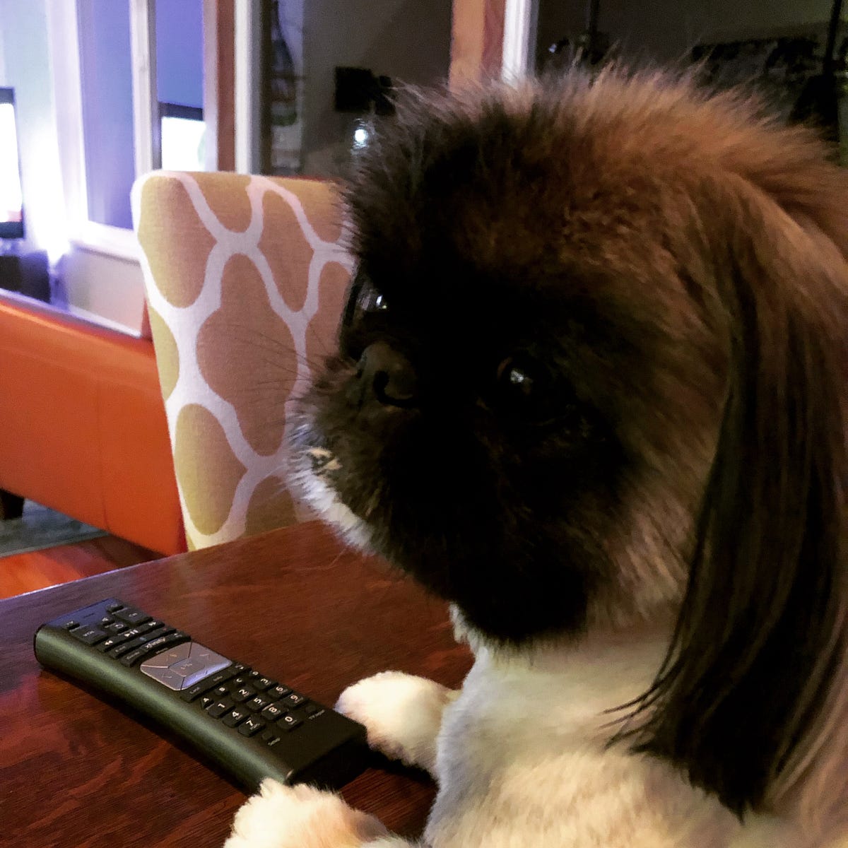 Dinner for Doggo. Smart Doggo…Stupid Hooman | by John Haslam | Write ...
