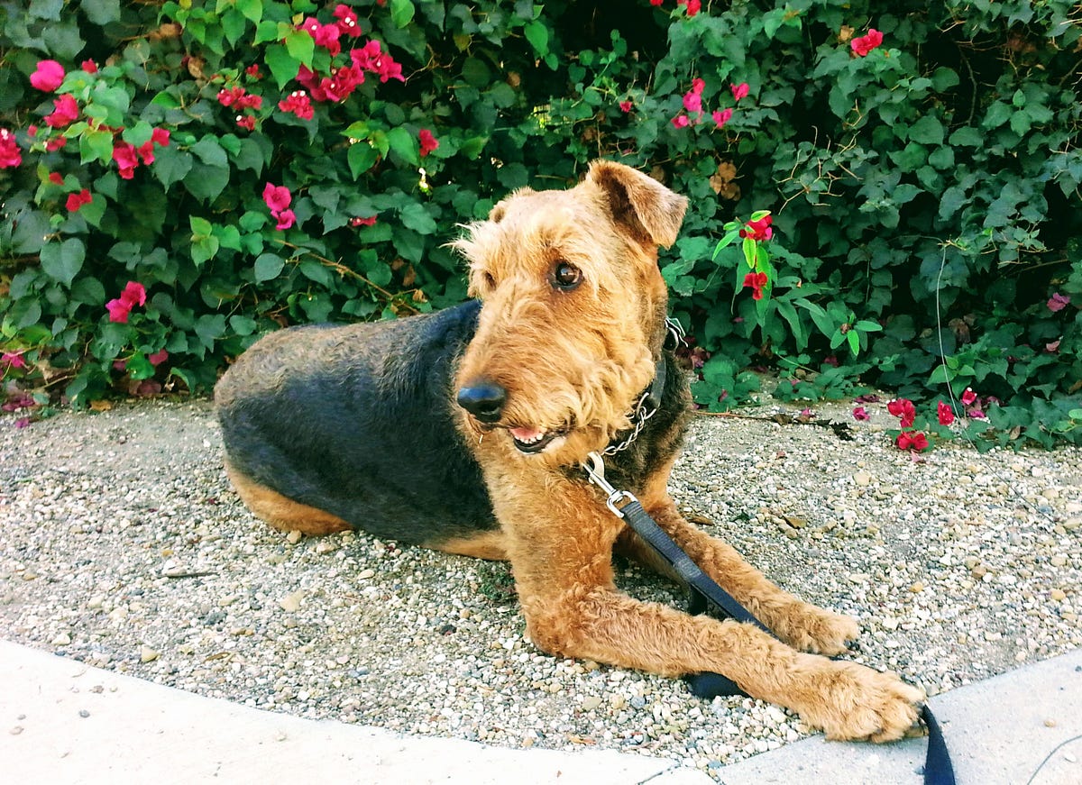 Economic Euthanasia: How much would you spend to save your pet’s life ...