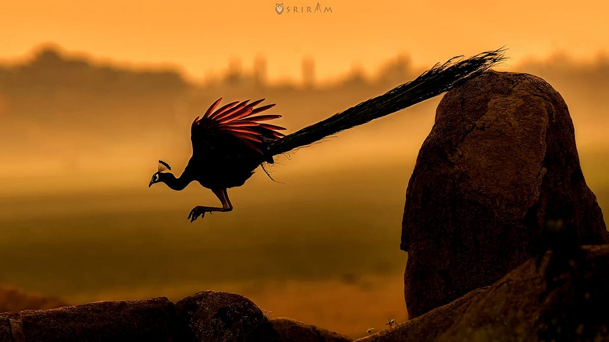 Osman Sagar: The Lake That Shaped My Birding Journey | by Sriram Reddy ...