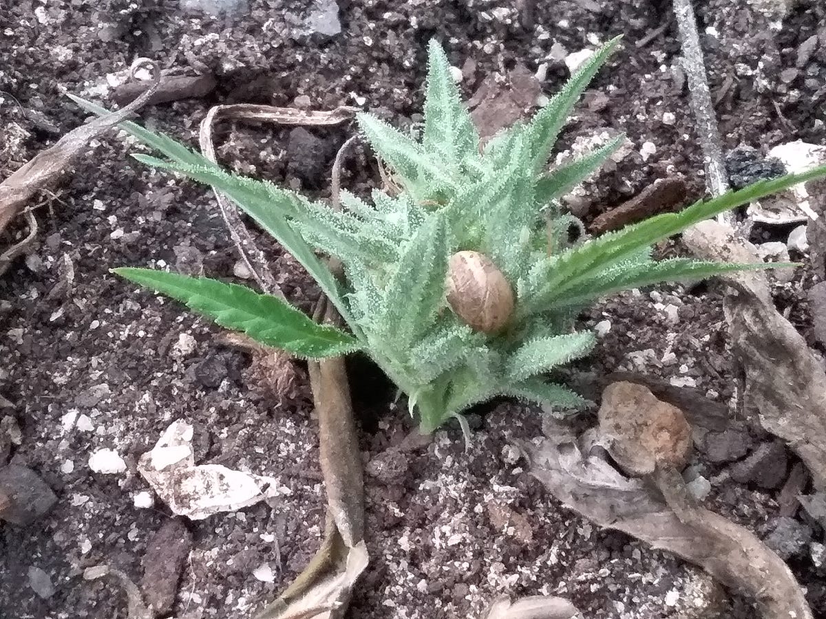 Cannabis Lovers! This is Train Wreck! | by SuStella Writer, Artist ...