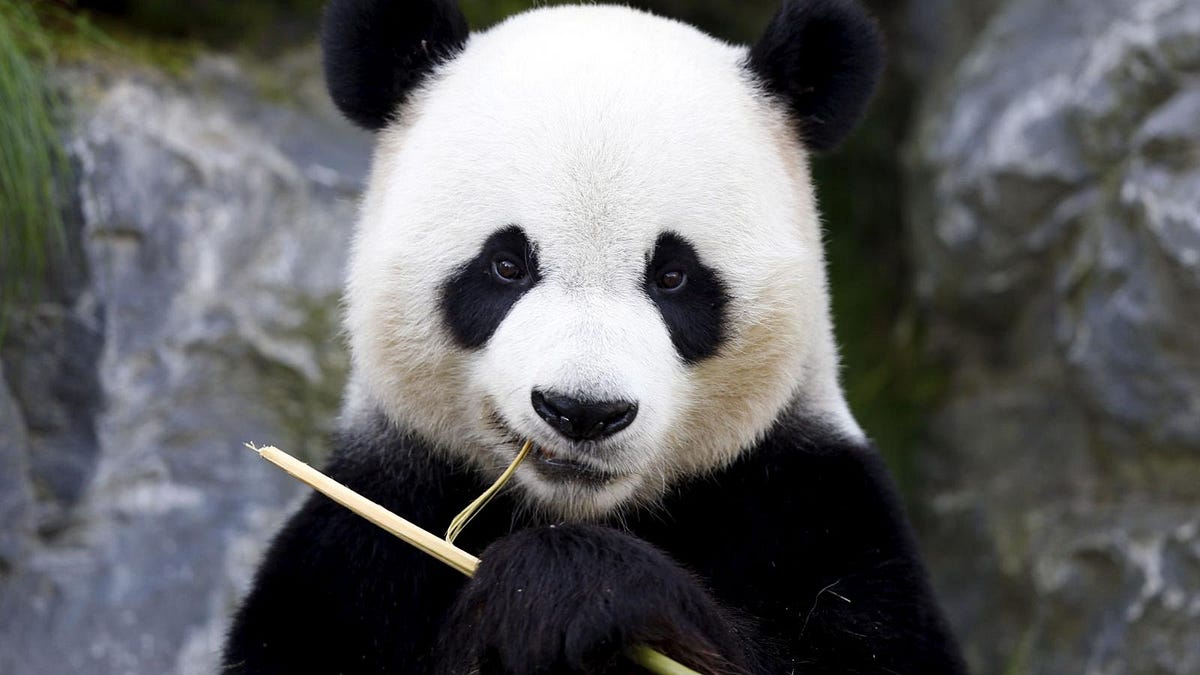 Basic Introduction To Pandas Python Data Analysis Library By Rahmat Basic Introduction To Pandas Python Data Analysis Library By Rahmat