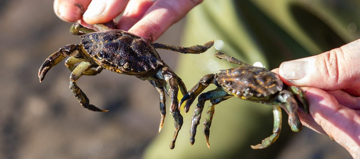 August European green crab updates from the Washington Coast and ...