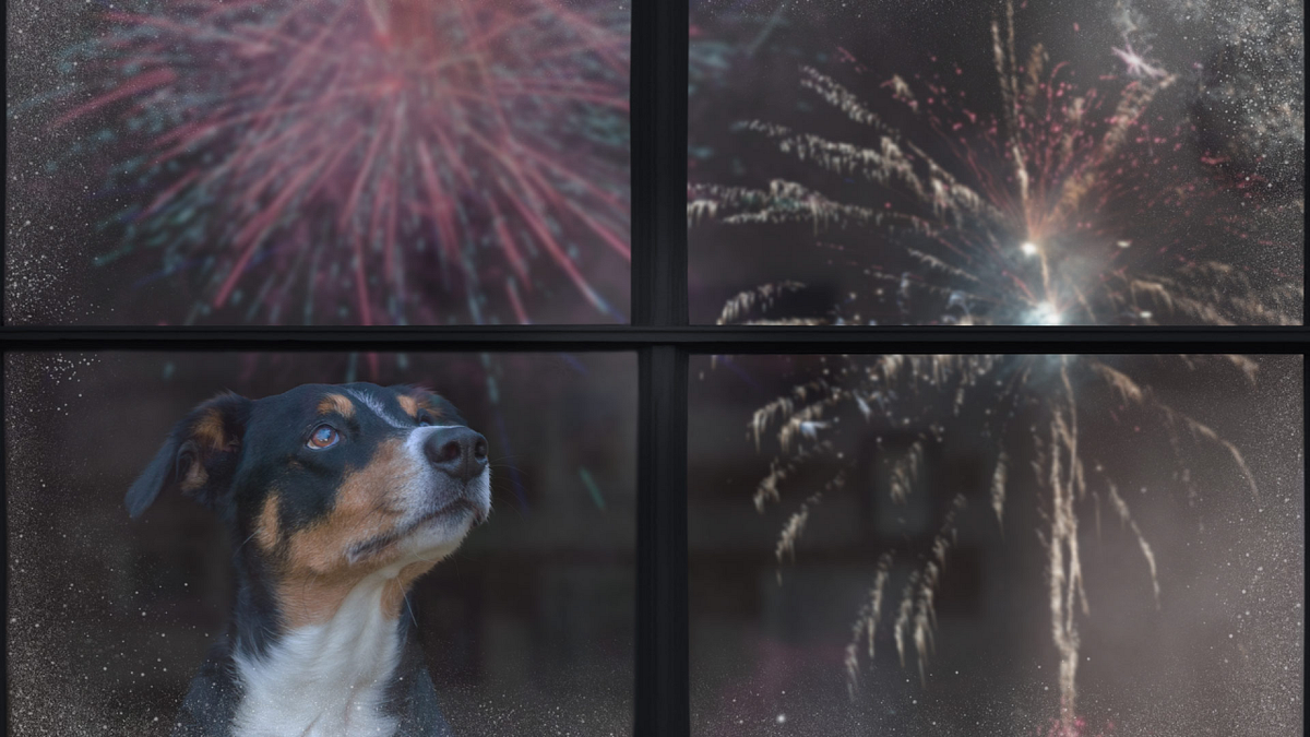 10 Expert Tips to Help Your Dog Stay Calm During Fireworks | by Pack ...
