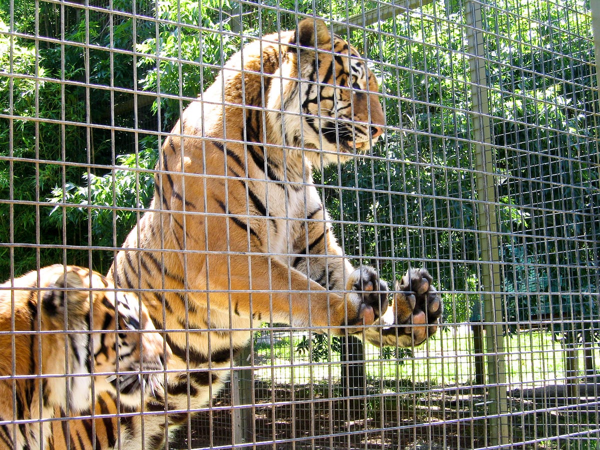 Zoos are Prisons for Animals. Have you ever went to a zoo and saw a ...