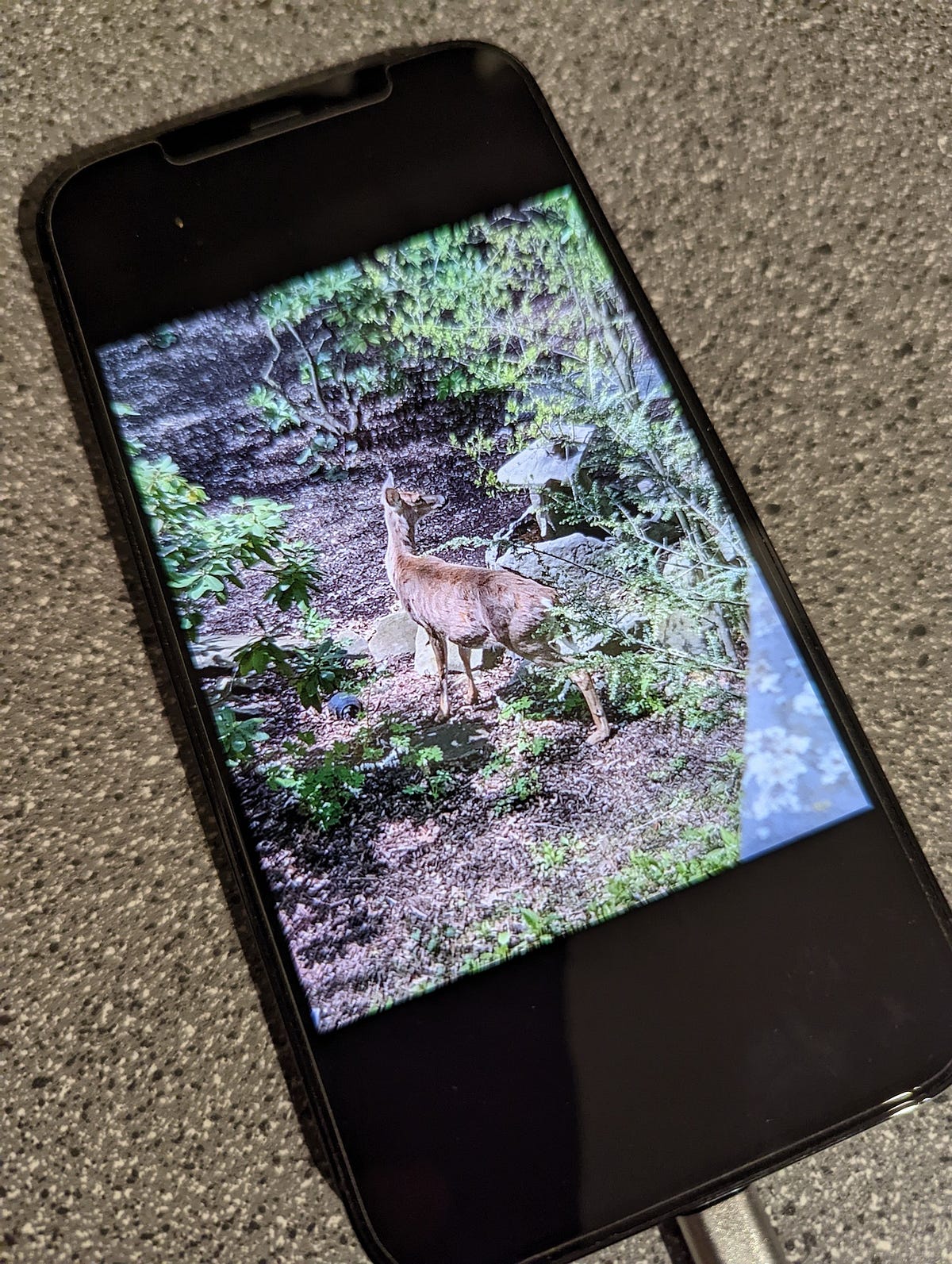 Cell phones, Socks and the Remarkable Absence of What Was | by Dana ...