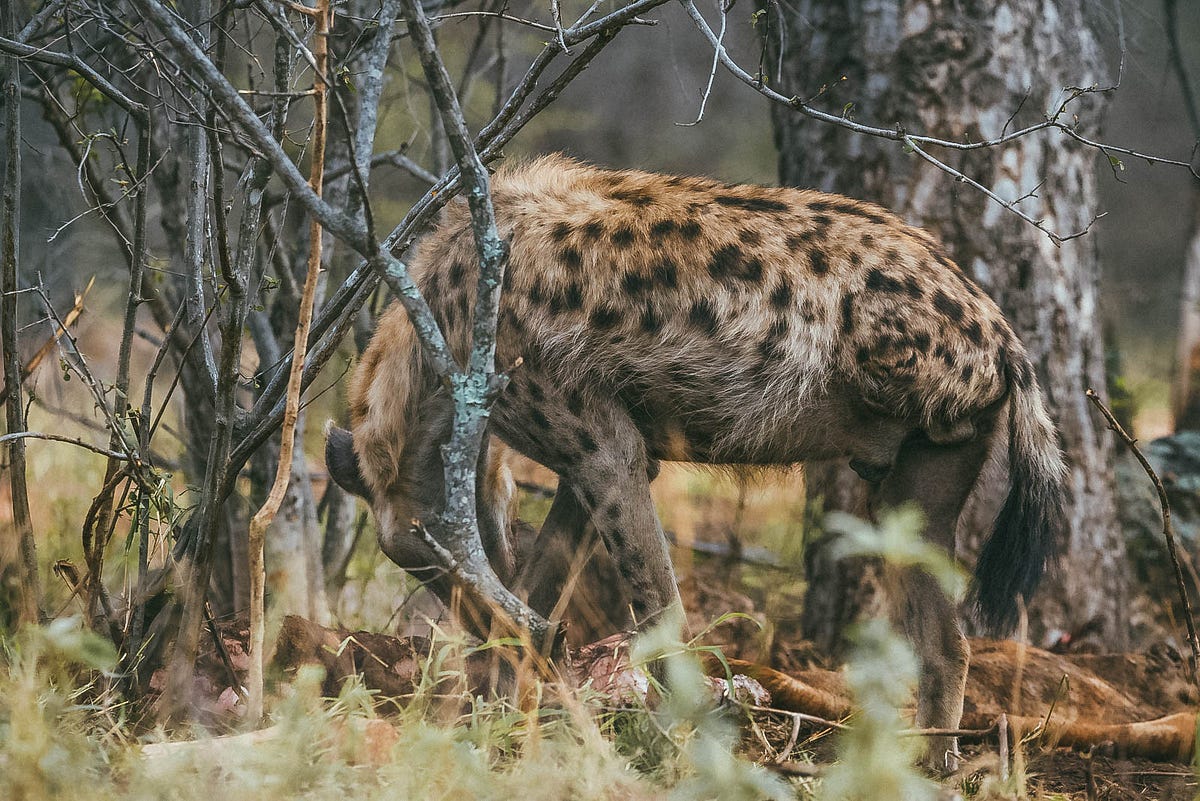 Pridelands: A Visit from a Three-Legged Hyena | by Wild Ark | WildArk ...