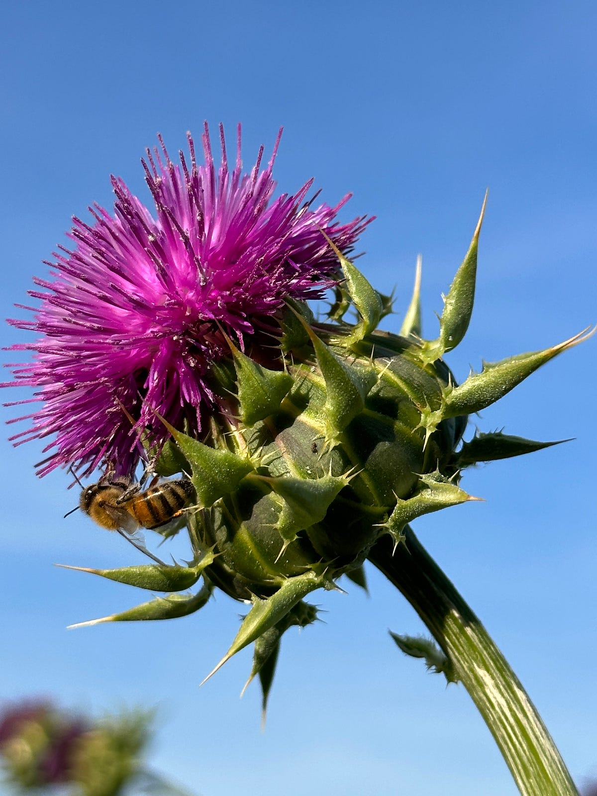 It’s Thistle Time! The Year of the Thistle “Super Bloom” | by Erika ...
