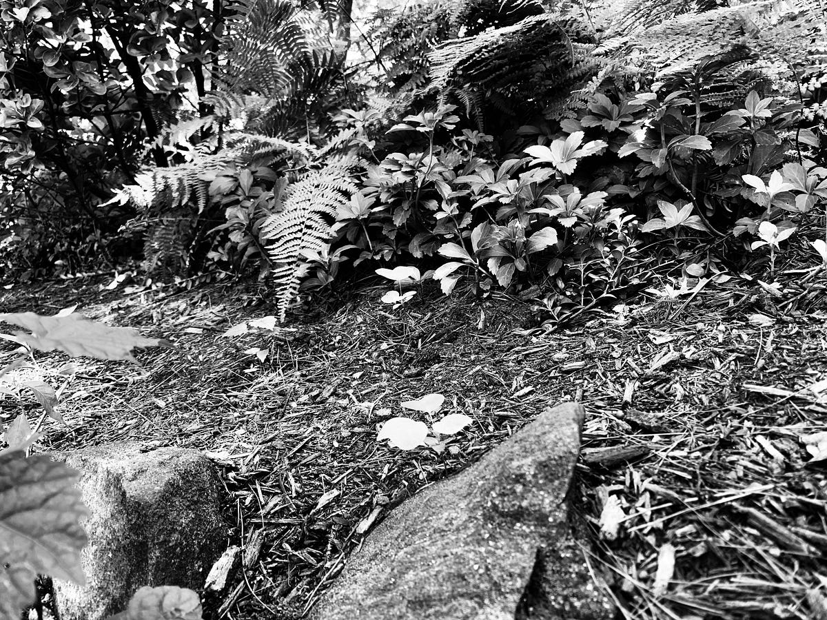 Garden Party. I’ve been pouring it on, waiting for… | by Peter Tascio | Brutal Word | Medium